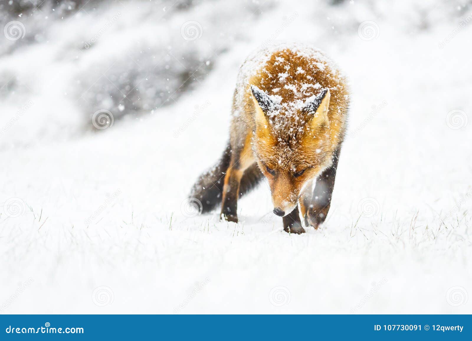 Red fox in the snow stock image. Image of freezing, flakes - 107730091