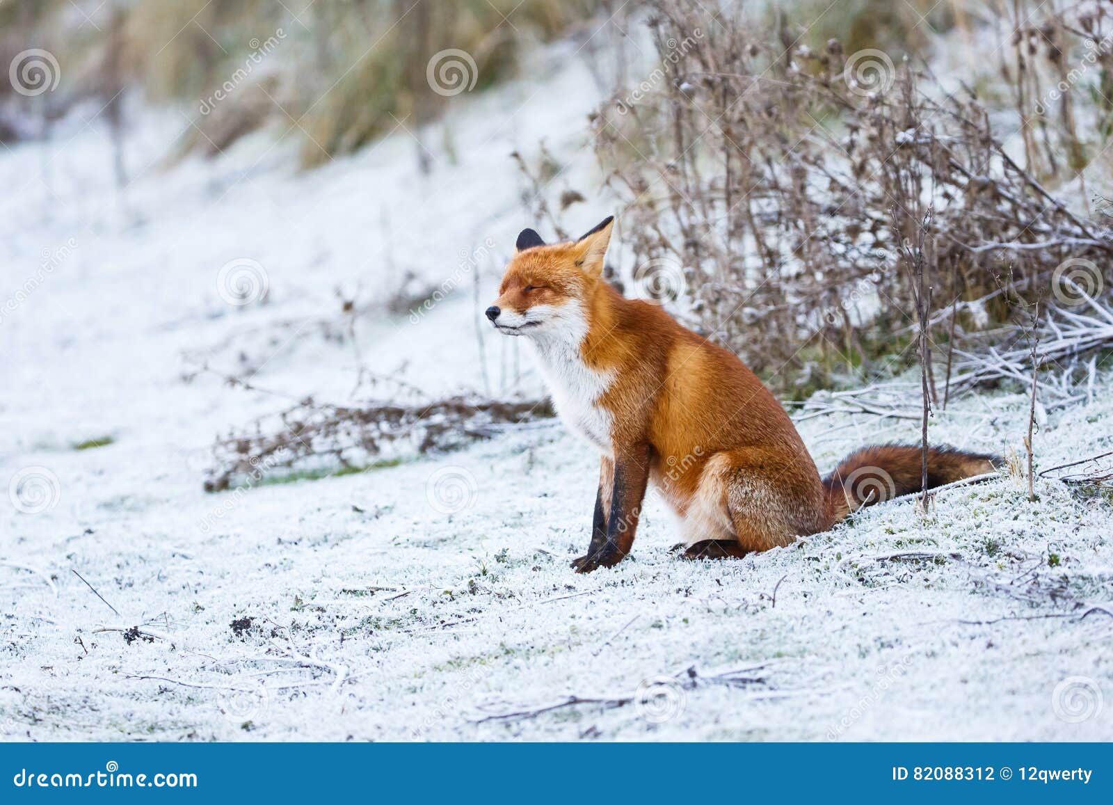 Red fox stock photo. Image of snout, nationalpark, mammal - 82088312