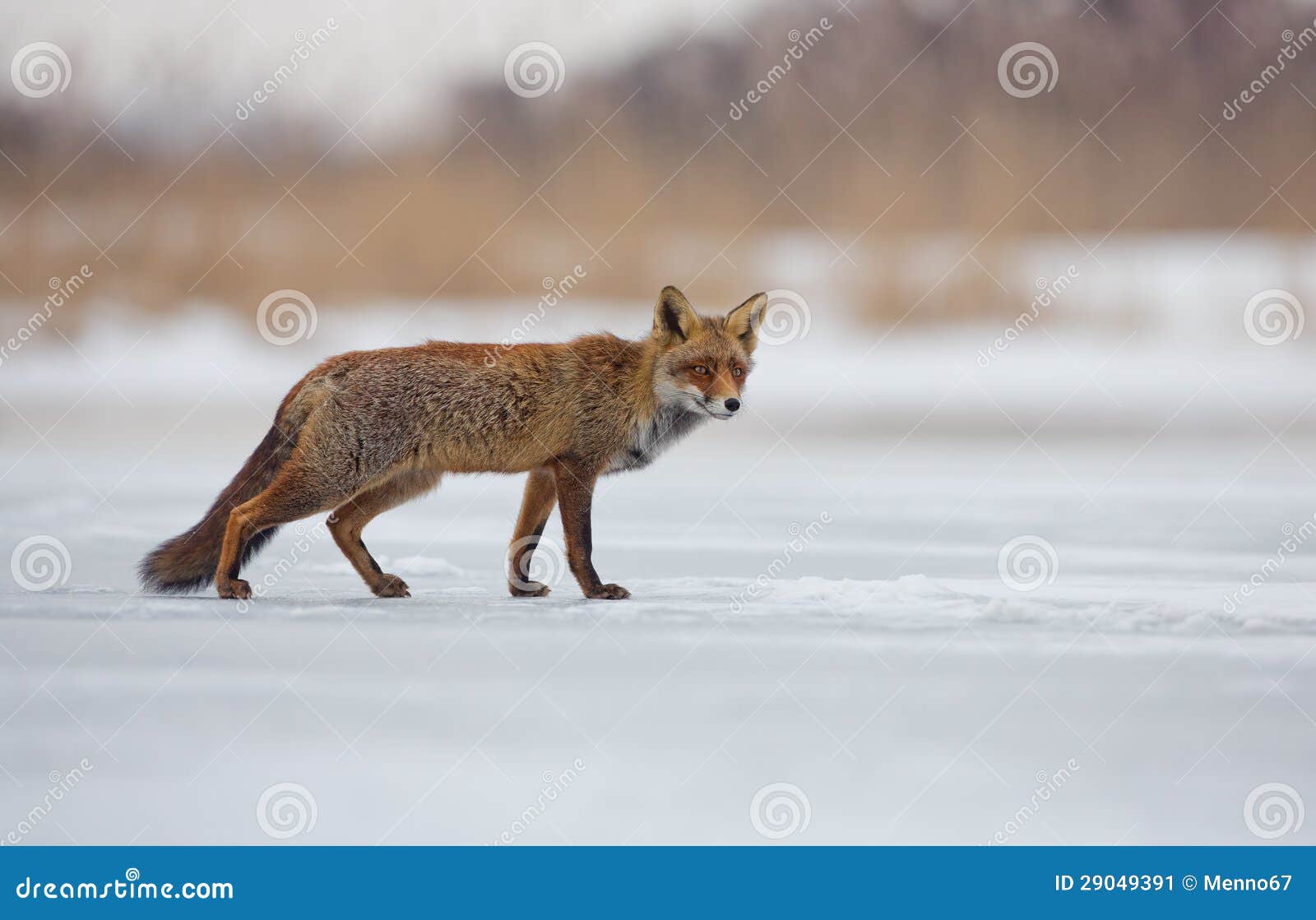 Red Fox in a Winters Landscape Stock Image - Image of snowy, dunes ...