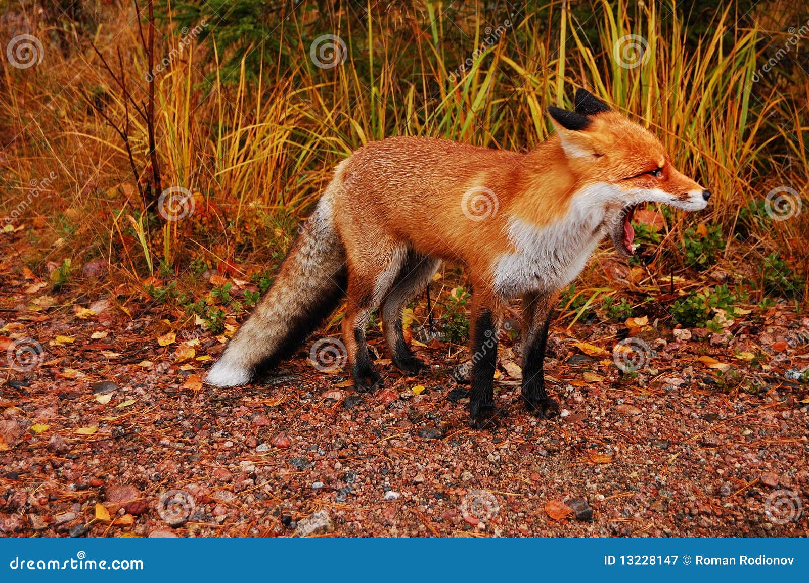 Red fox yawning stock image. Image of fauna, standing - 13228147