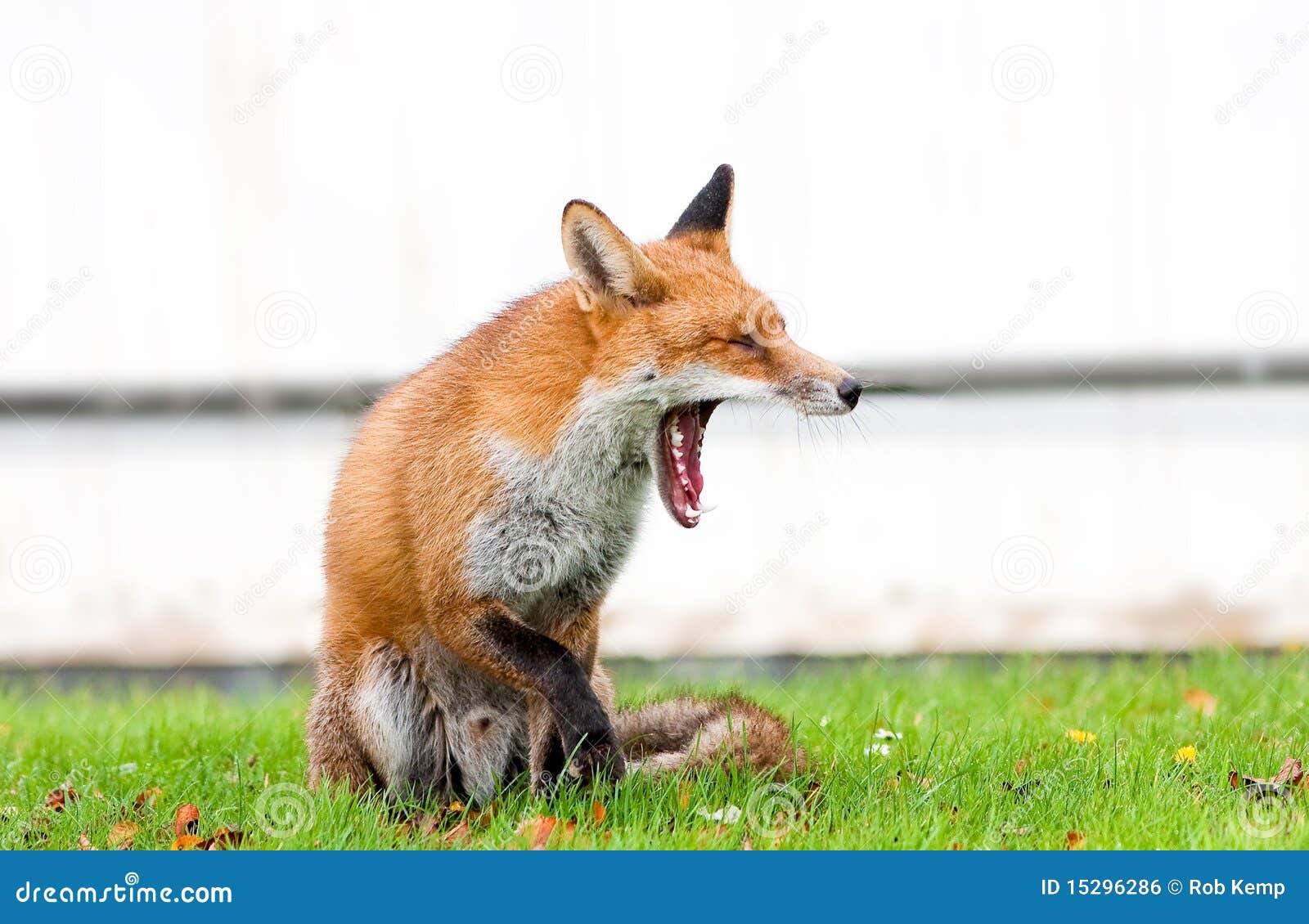 Red Fox Yawning stock photo. Image of mammal, europe - 15296286