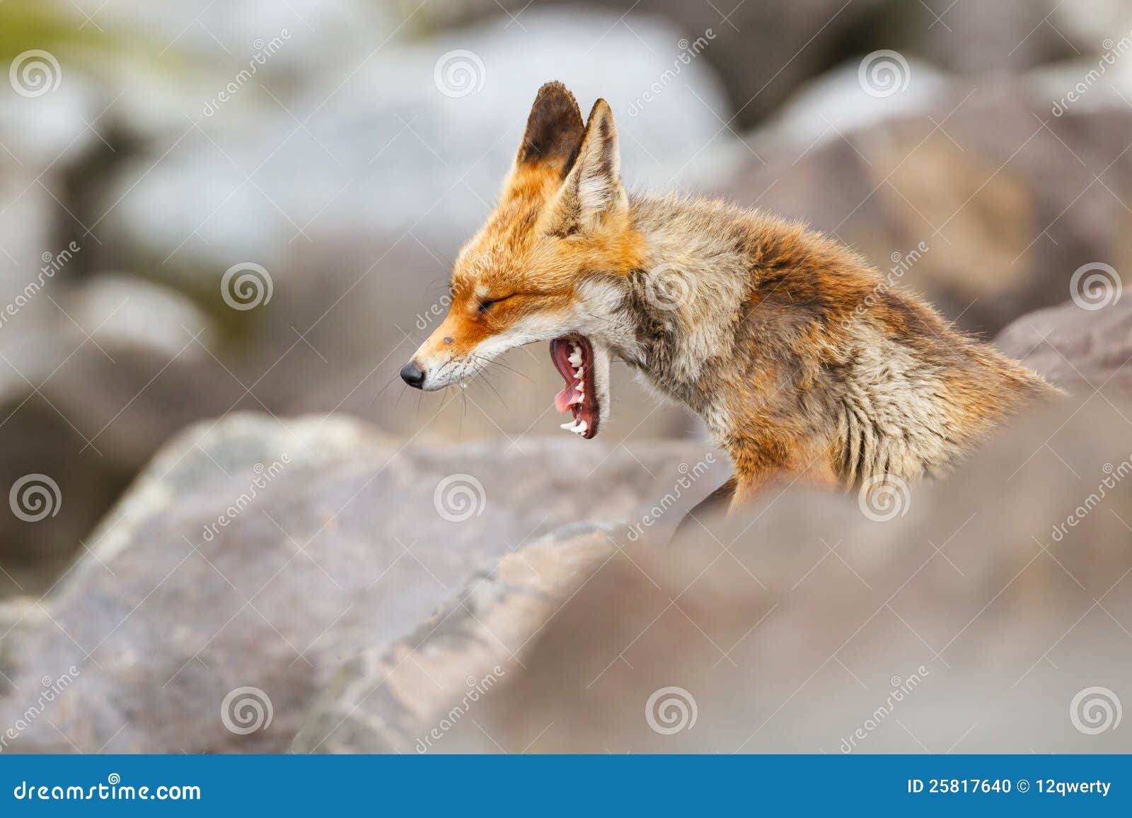 Red fox yawning stock photo. Image of wilderness, outdoor - 25817640