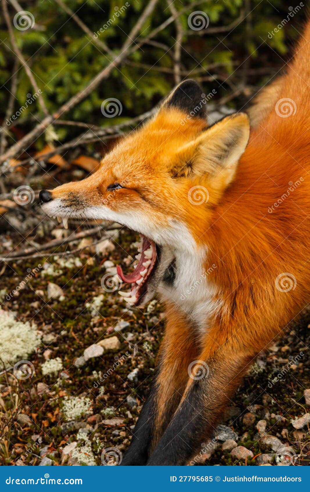 Red Fox Yawning stock image. Image of hunting, friendly - 27795685