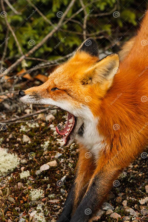 Red Fox Yawning stock image. Image of hunting, friendly - 27795685