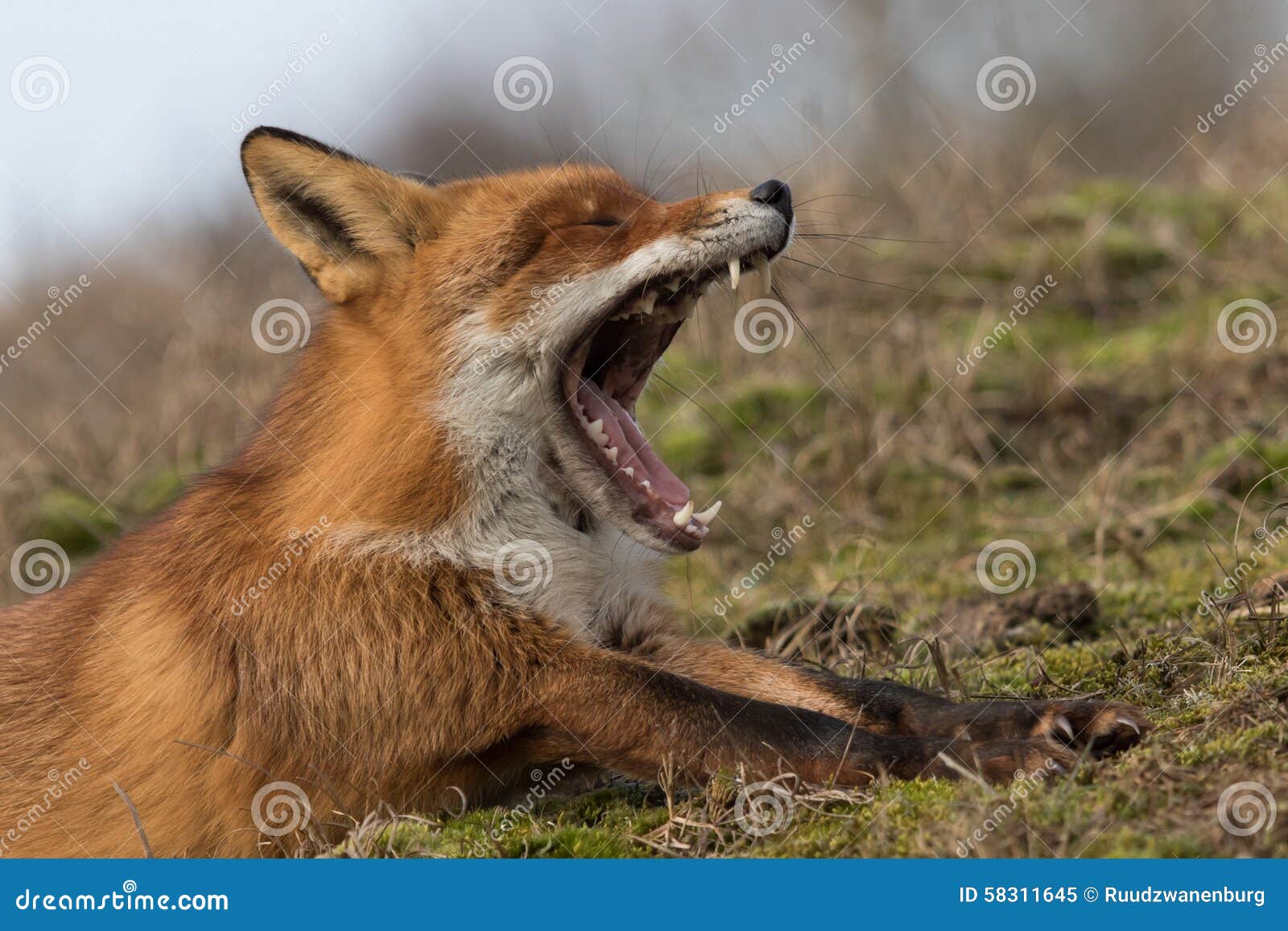 Red Fox yawning stock image. Image of grass, laying, nature - 58311645