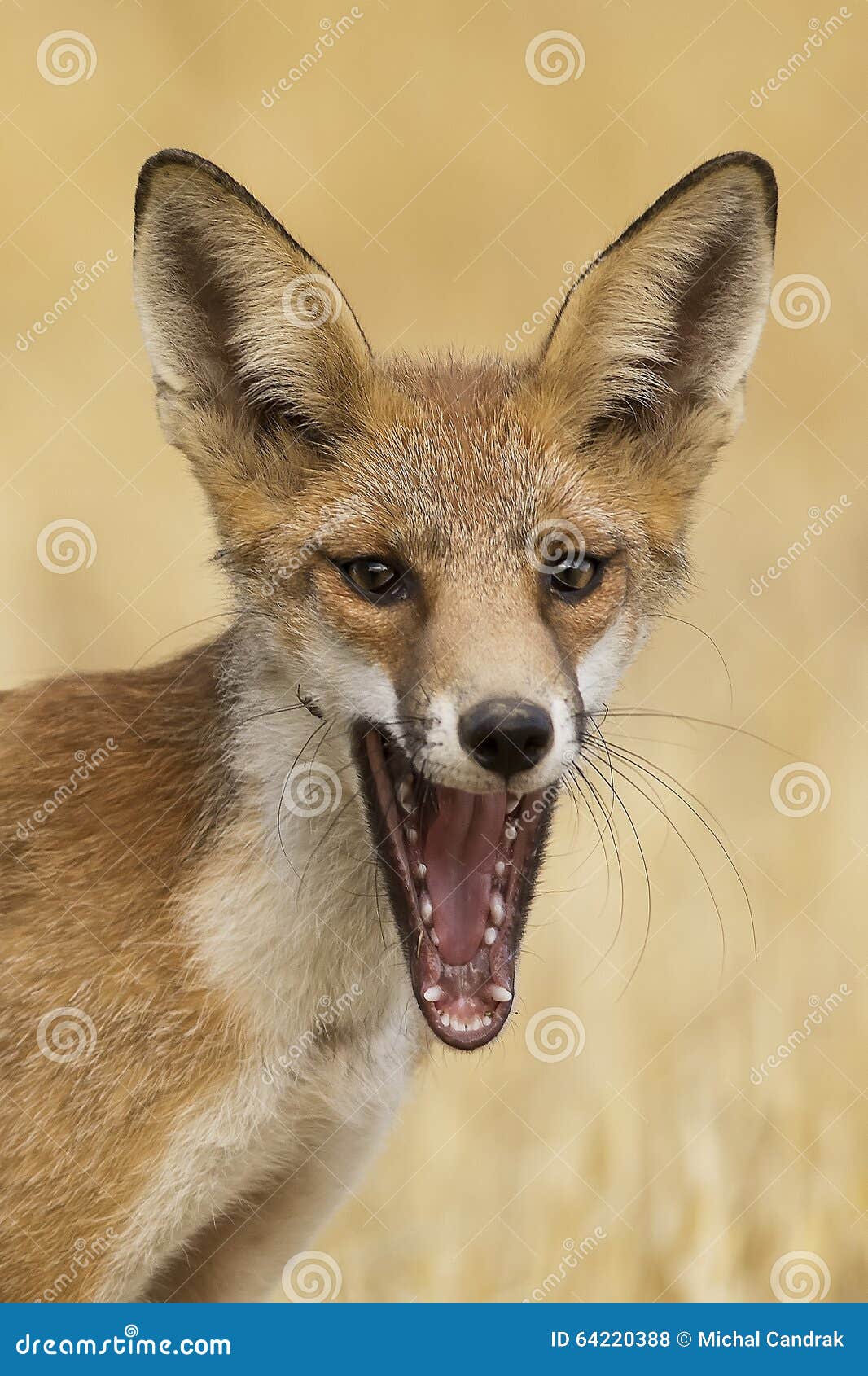 Red fox yawning stock photo. Image of face, grass, cute - 64220388
