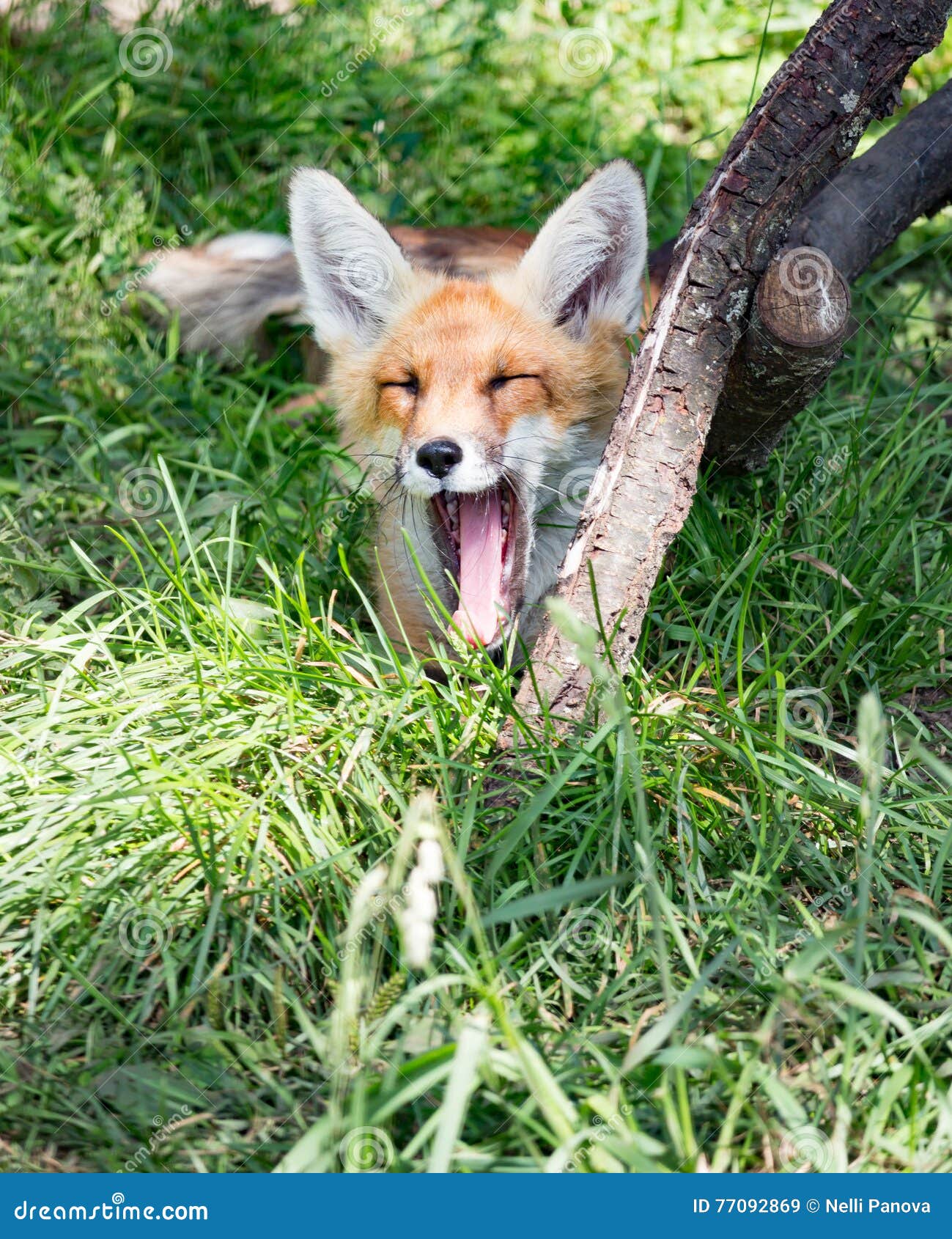 Red Fox Yawning in the Grass Stock Image - Image of resting, yawn: 77092869