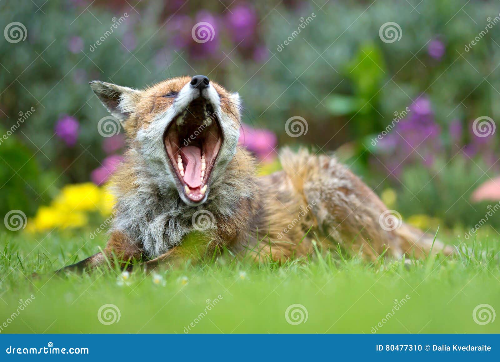 Red fox yawns stock photo. Image of outdoor, lying, animal - 80477310