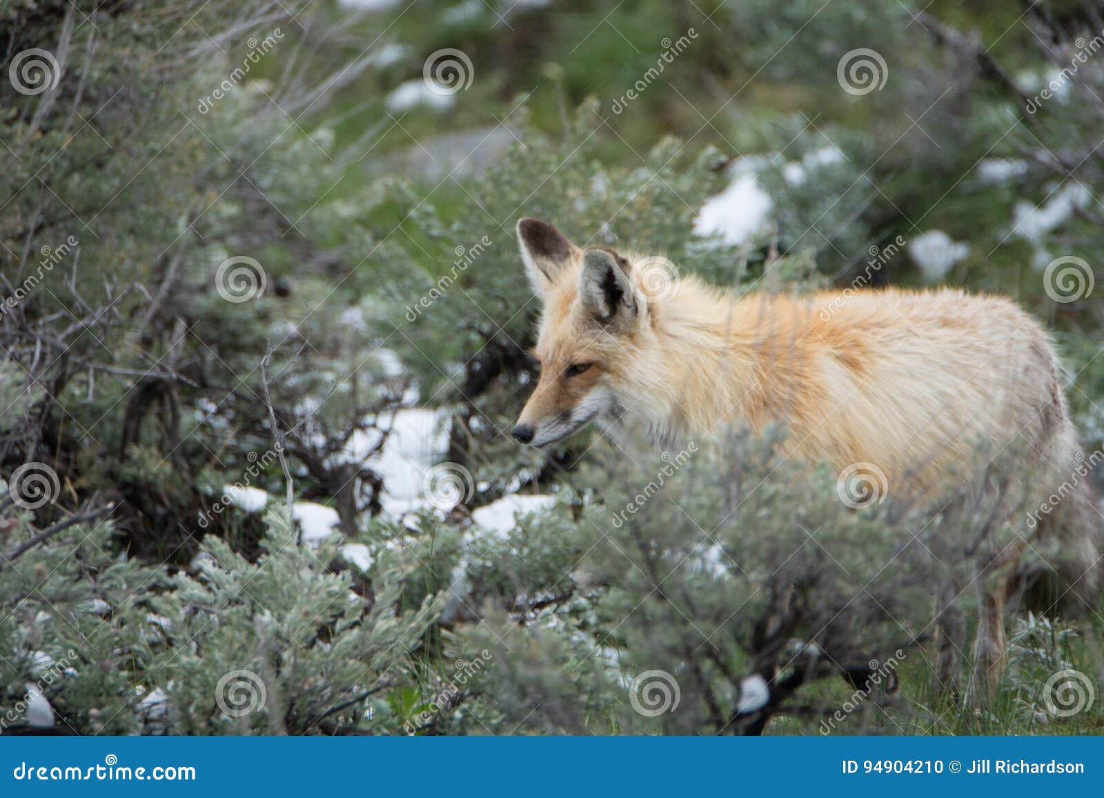 Red Fox in Yellowstone National Park Stock Photo - Image of hunting ...