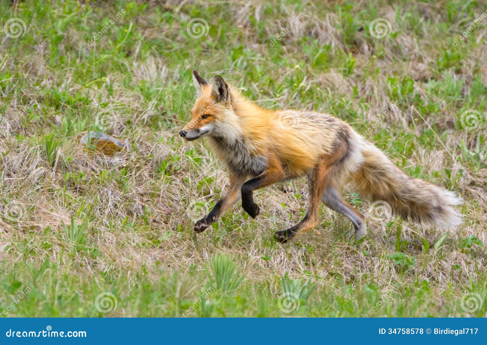 Red Fox. Yellowstone National Park Stock Photo - Image of tail ...