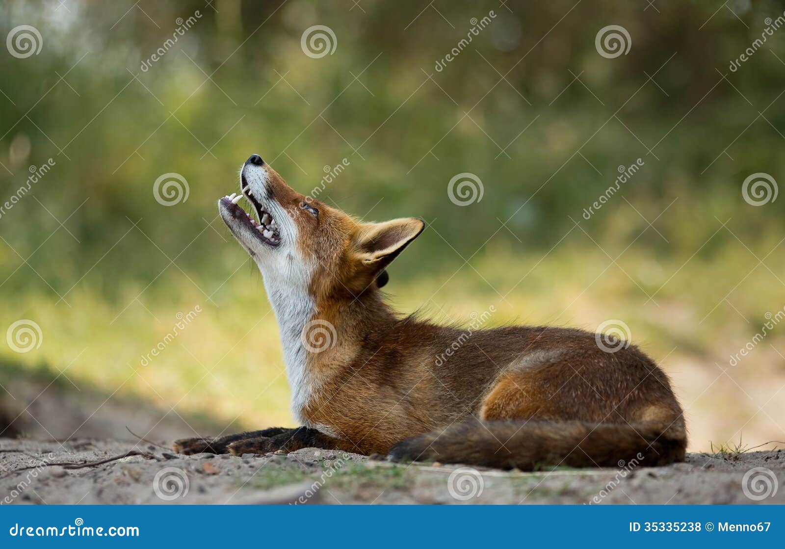 Red fox stock photo. Image of dunes, spring, grass, alert - 35335238