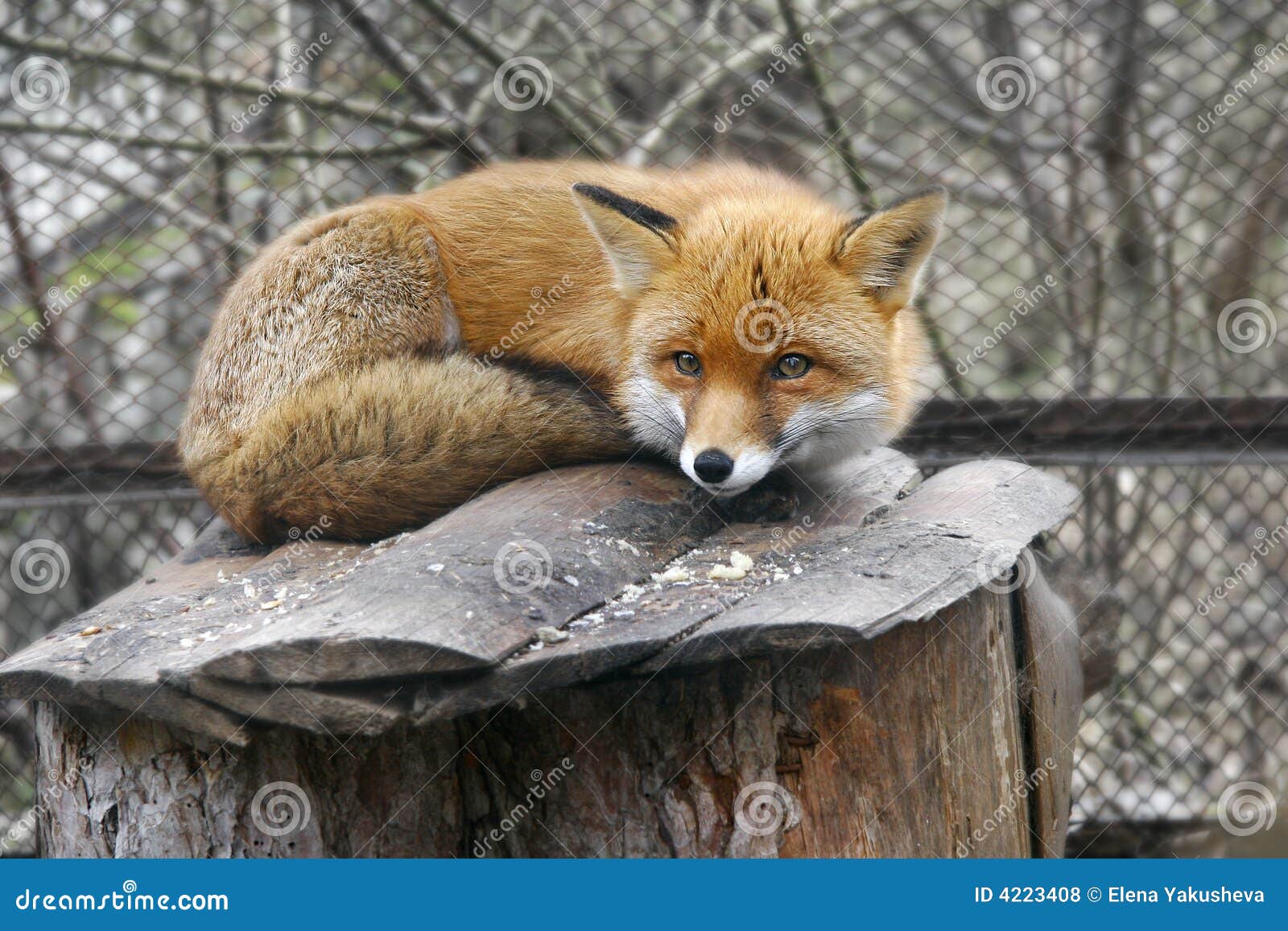 Red fox in zoo stock photo. Image of closeup, craft, creature - 4223408
