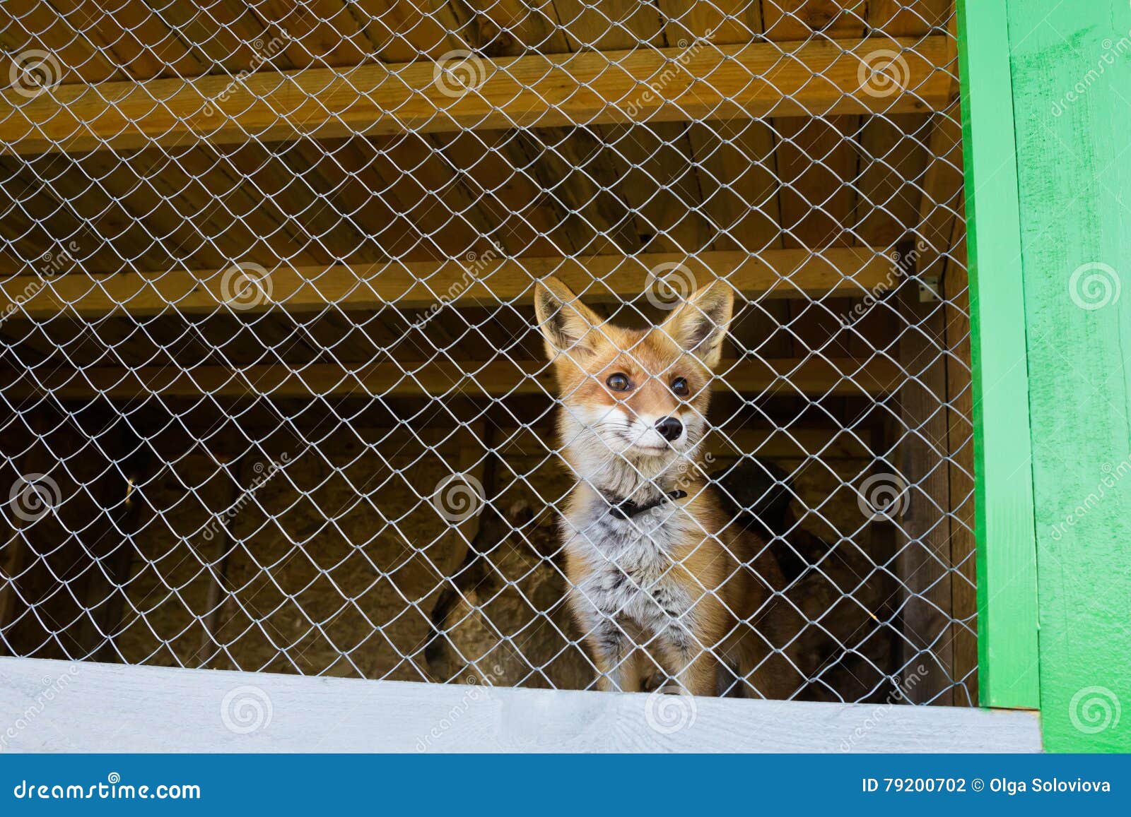 Red fox in the zoo cage stock photo. Image of fear, mammal - 79200702