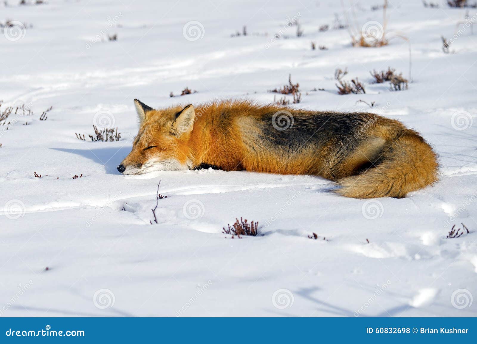 Red Fox Sleeping stock photo. Image of wildlife, refuge - 60832698