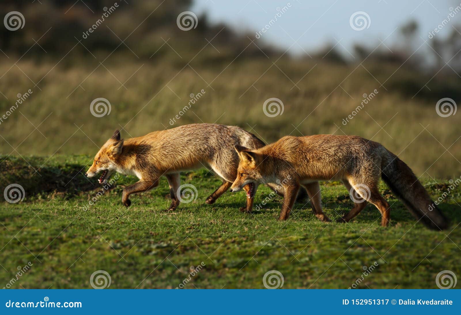 Red Foxes Chasing Each Other in the Field Stock Image - Image of nature ...