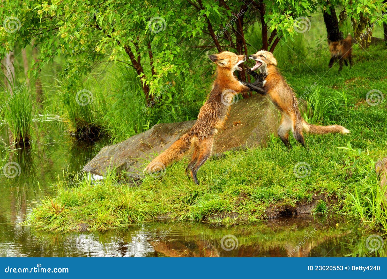 Red Foxes Fighting and Snarling Stock Image - Image of growling ...