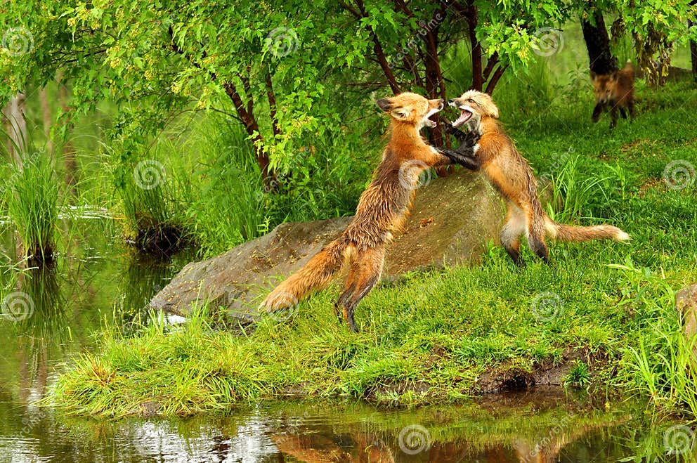 Red Foxes Fighting and Snarling Stock Image - Image of growling ...
