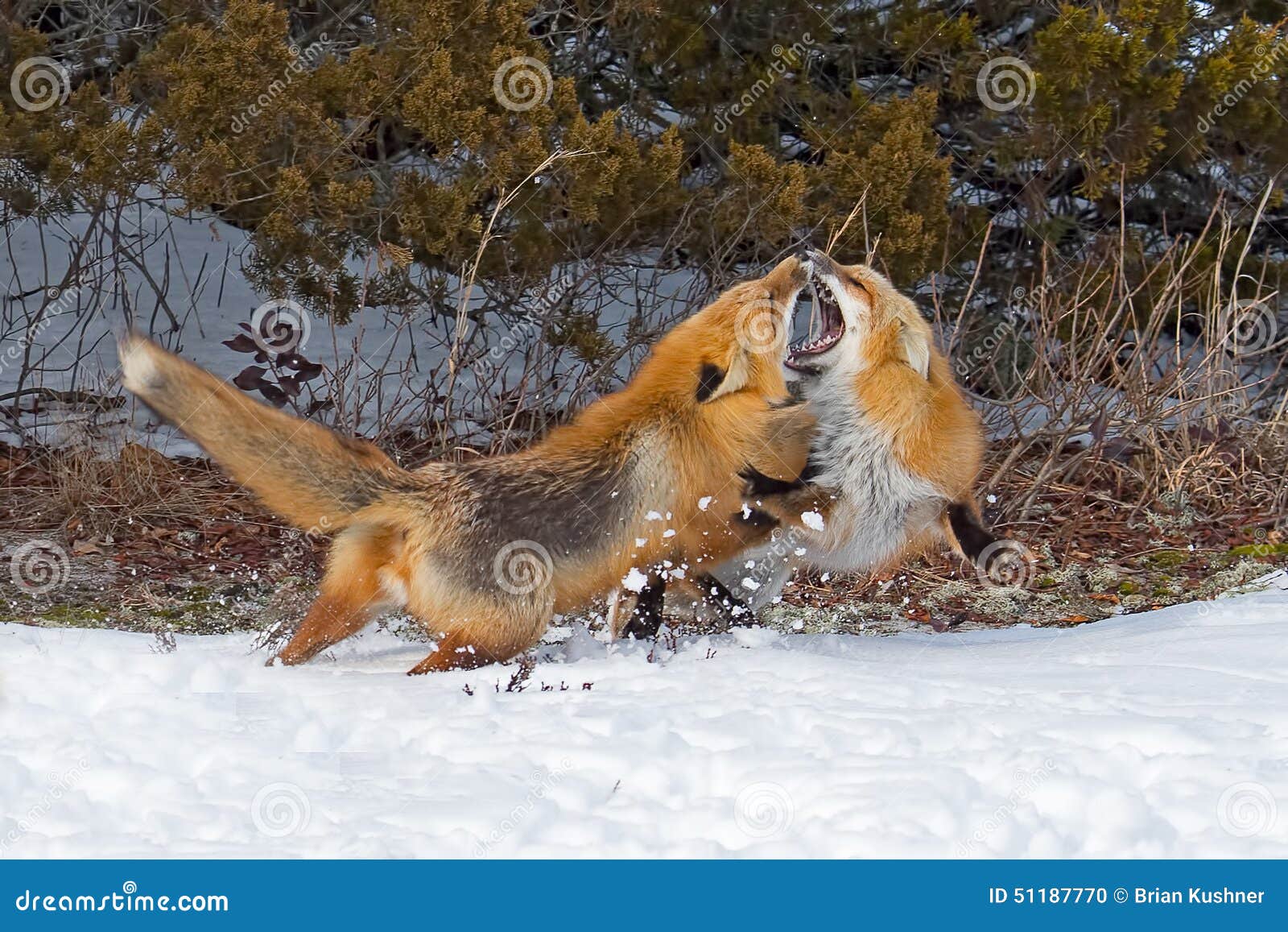 Red Foxes stock photo. Image of refuge, cute, animal - 51187770