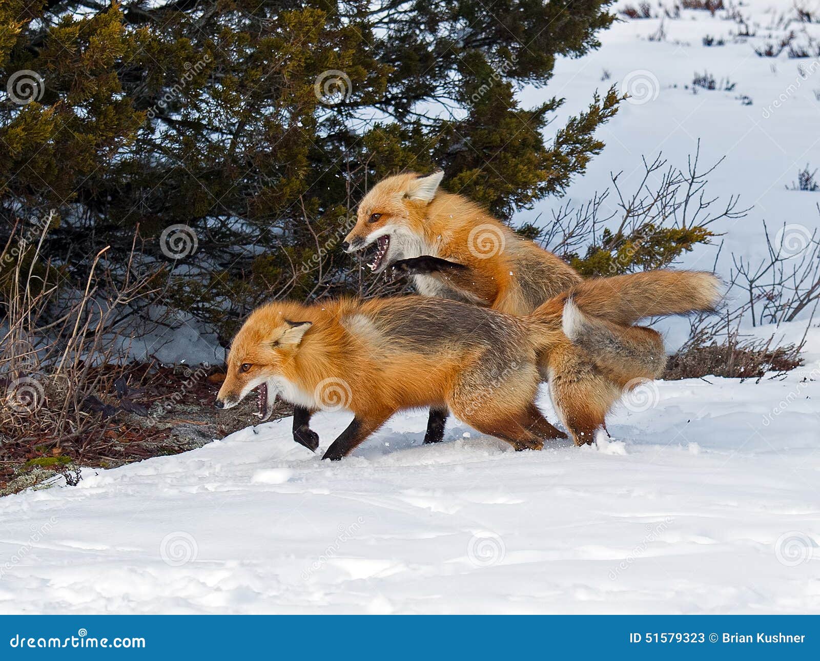 Red Foxes stock image. Image of refuge, closed, fighting - 51579323