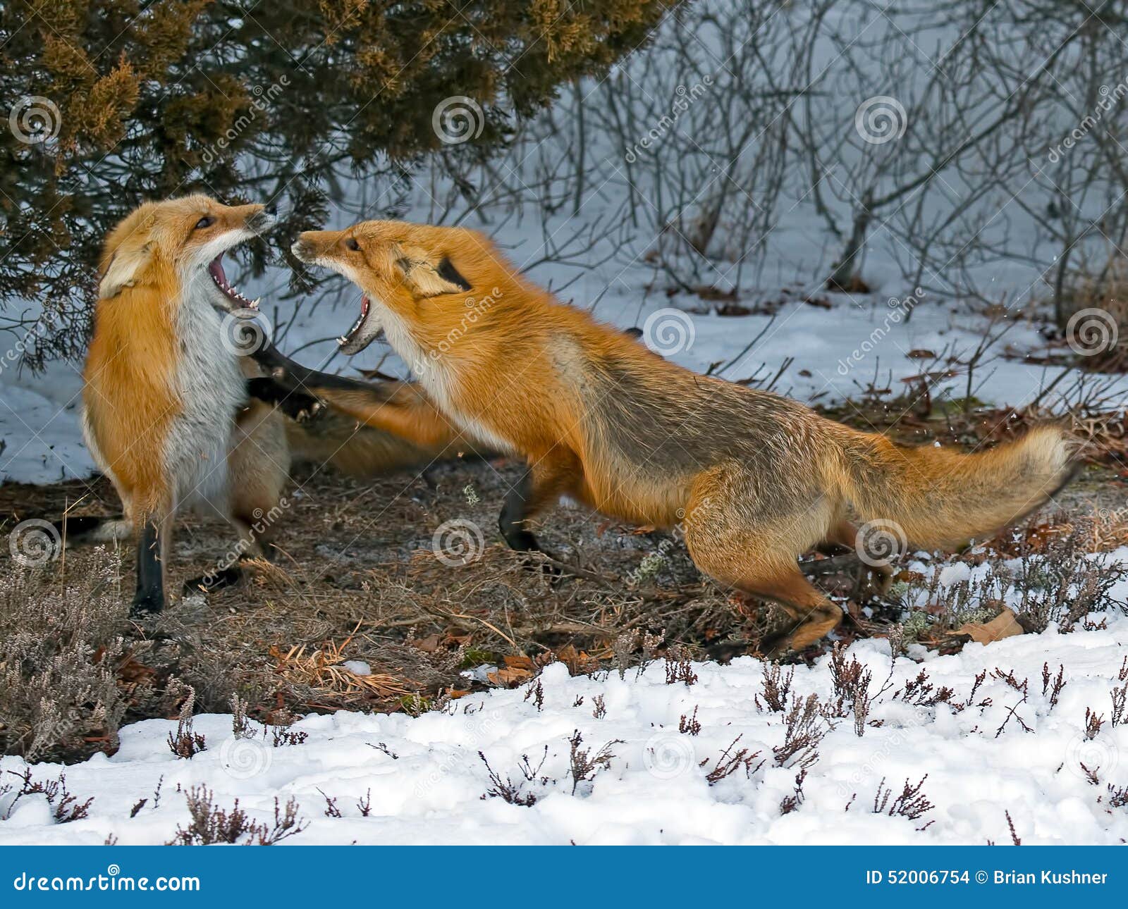 Red Foxes stock photo. Image of foxes, black, rough, closed - 52006754