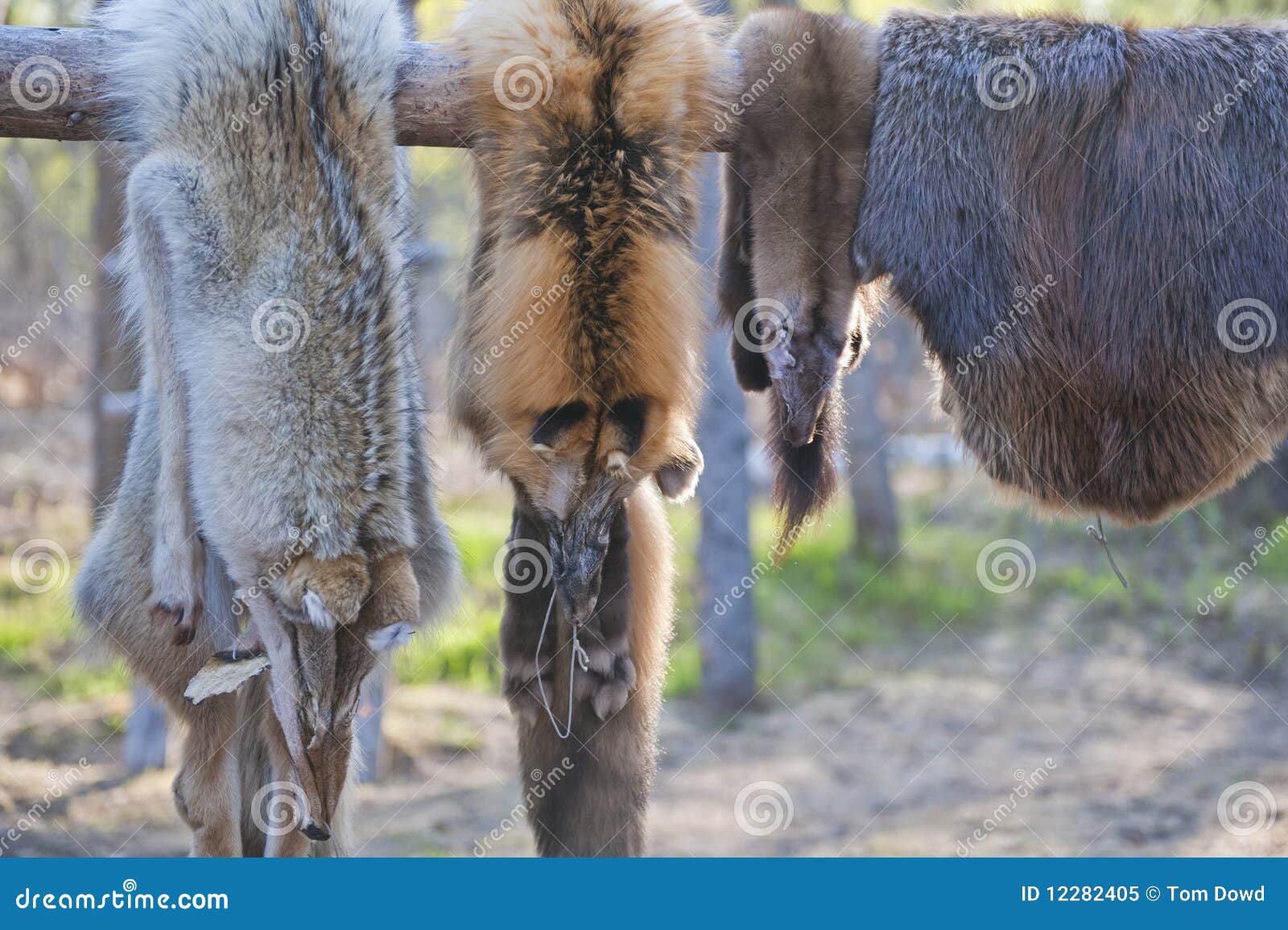 Red foxes after the hunt stock image. Image of hunting - 12282405