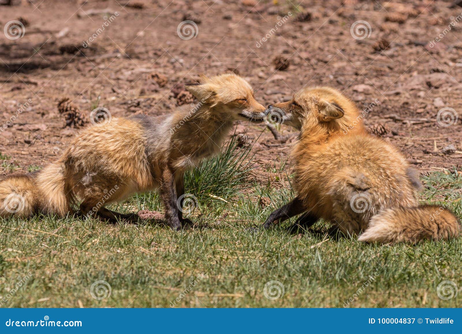Red Foxes Interacting stock image. Image of predator - 100004837