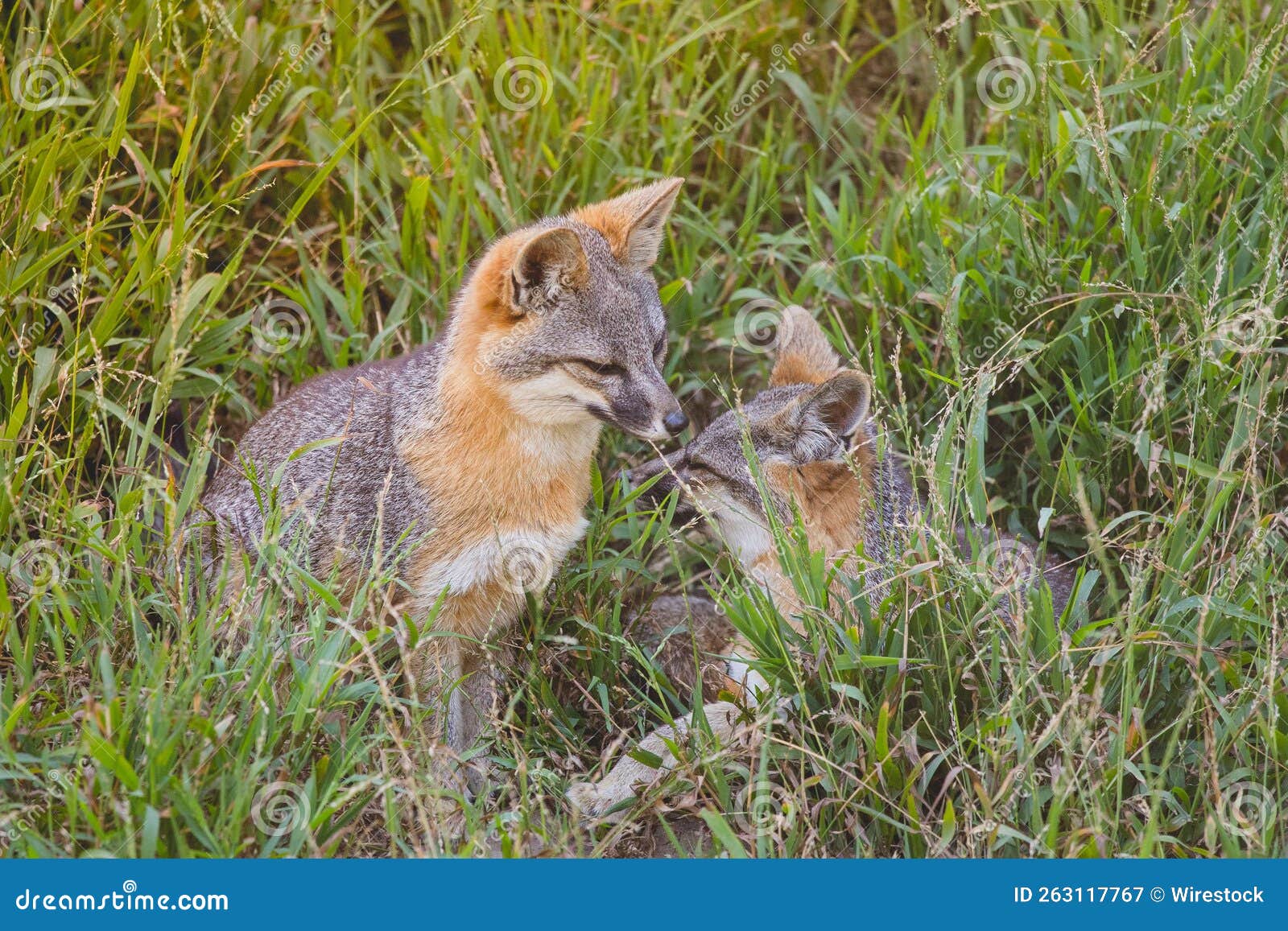 Red Foxes Playing in the Grass Stock Image - Image of habitat, playing ...