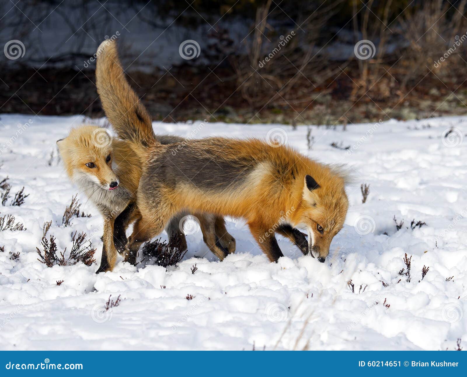 Red Foxes in the snow stock image. Image of mammal, foxes - 60214651