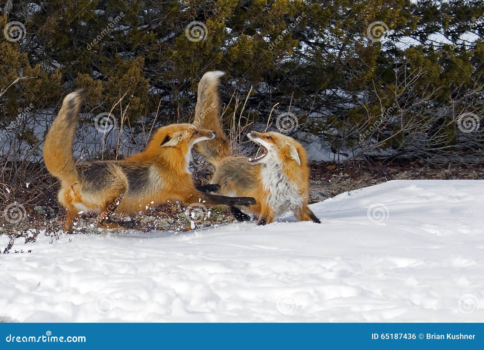 Red Foxes in the snow stock photo. Image of cute, playing - 65187436