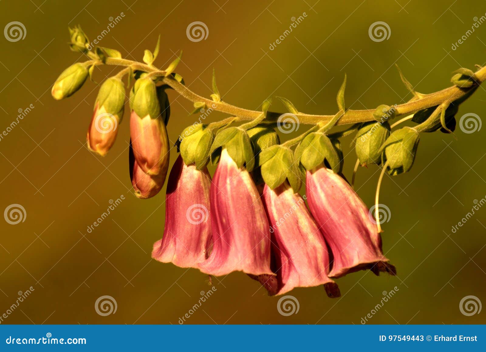 Red Foxglove / Digitalis Purpurea Stock Image - Image of petal ...