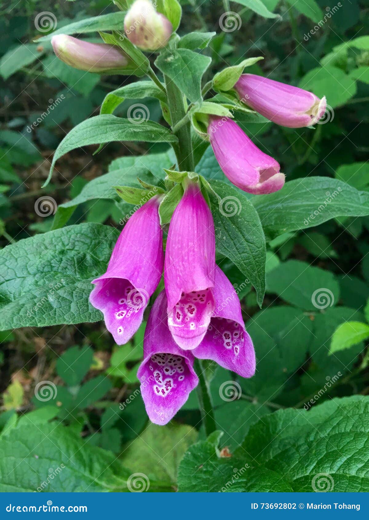 Red foxglove stock photo. Image of forest, macro, toxic - 73692802