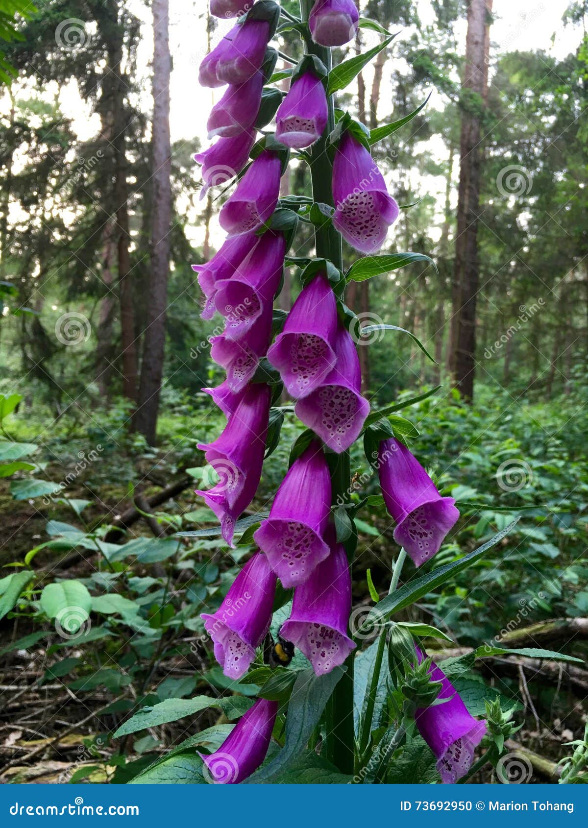 Red foxglove stock photo. Image of vertical, toxic, natural - 73692950