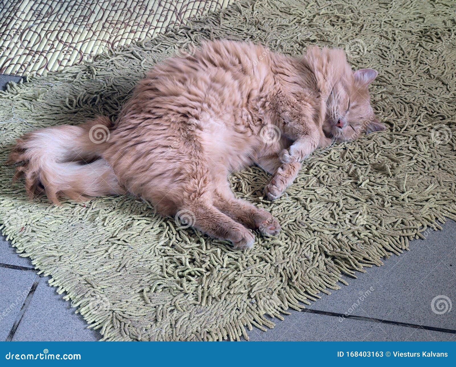Cat on mat 2 stock image. Image of foxy, rest, sleep - 168403163