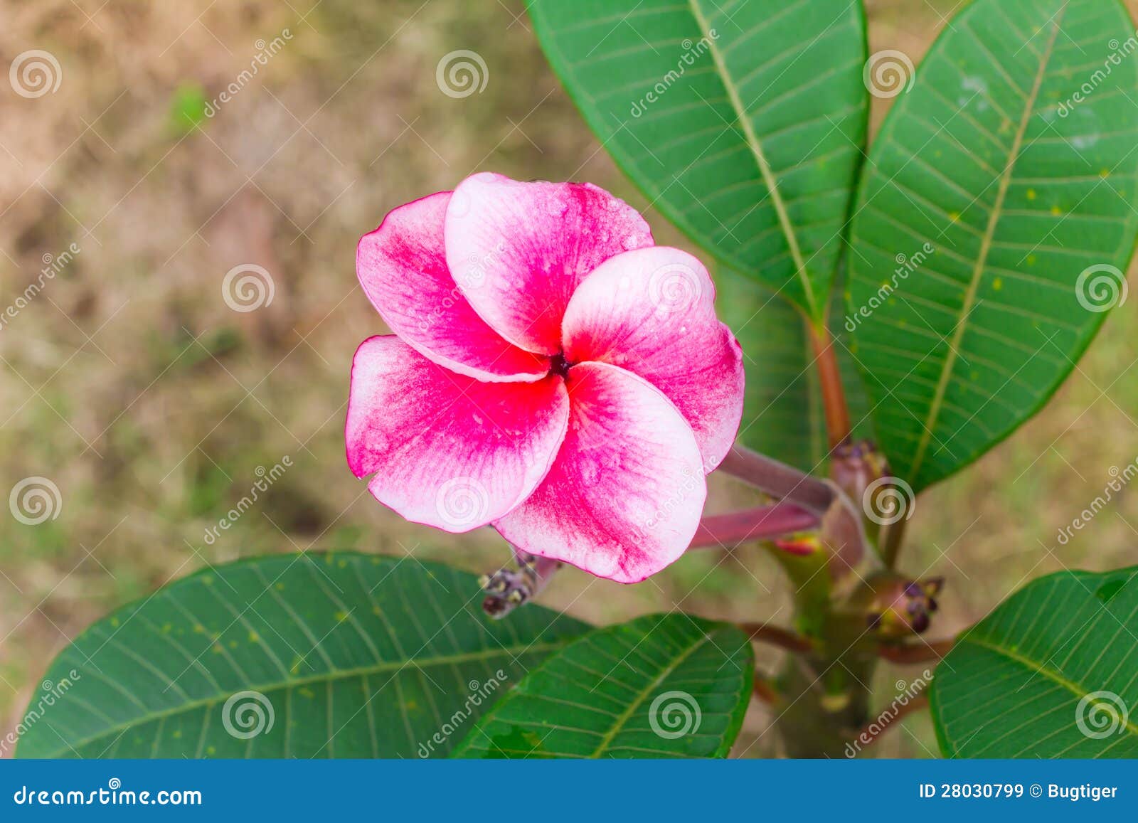 Red frangipani stock image. Image of icon, floral, nature - 28030799