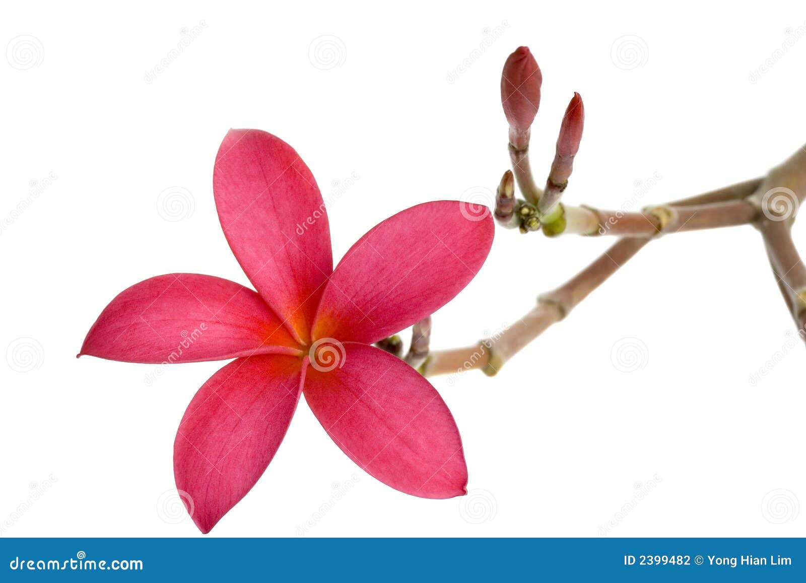 9,633 Flower Red Frangipani Flower Stock Photos - Free & Royalty-Free ...