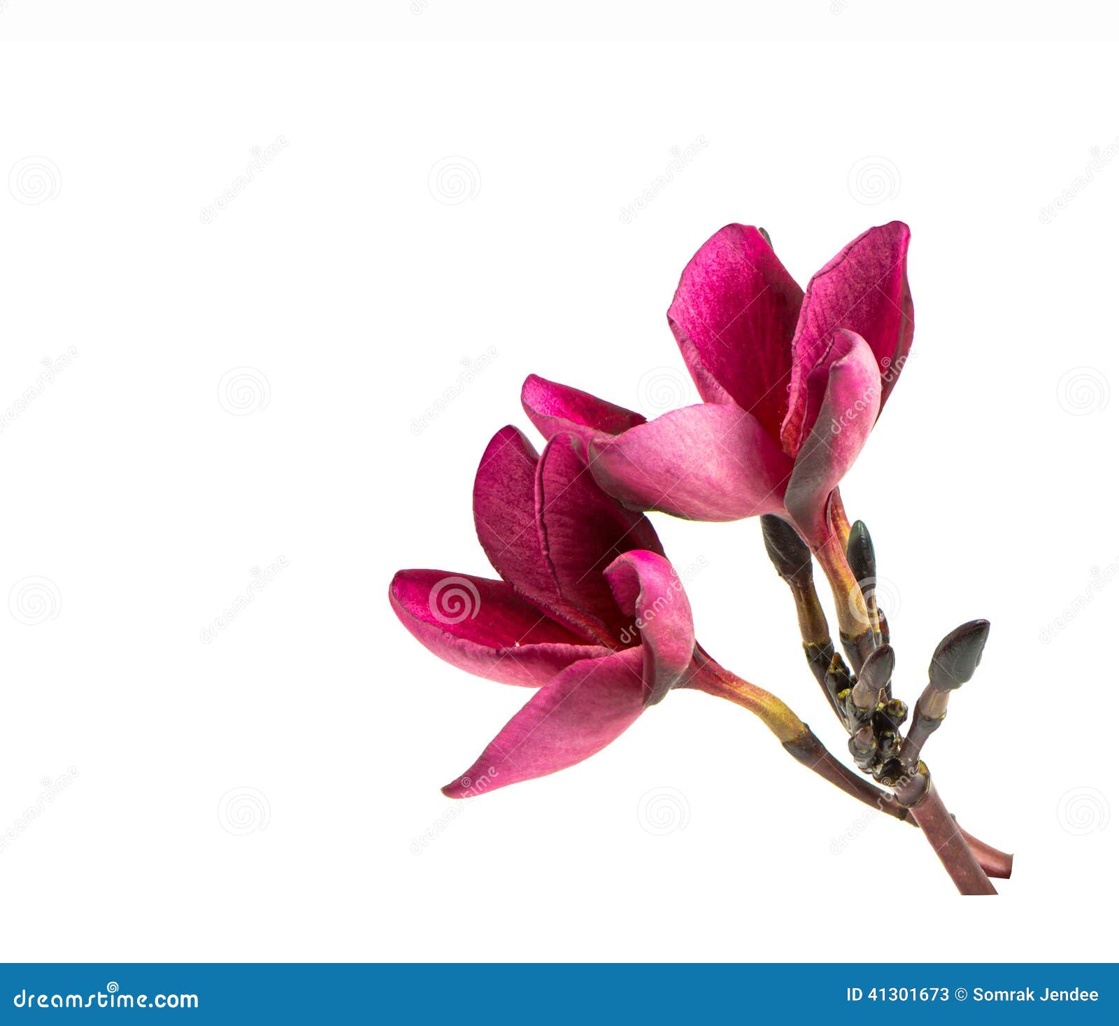 Red Frangipani flower stock image. Image of healthy, petal - 41301673