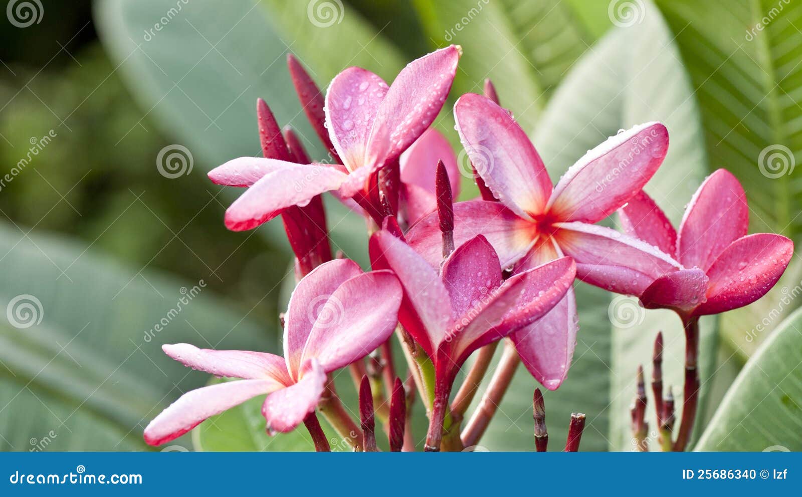 Red frangipani flowers stock photo. Image of garden, fresh - 25686340