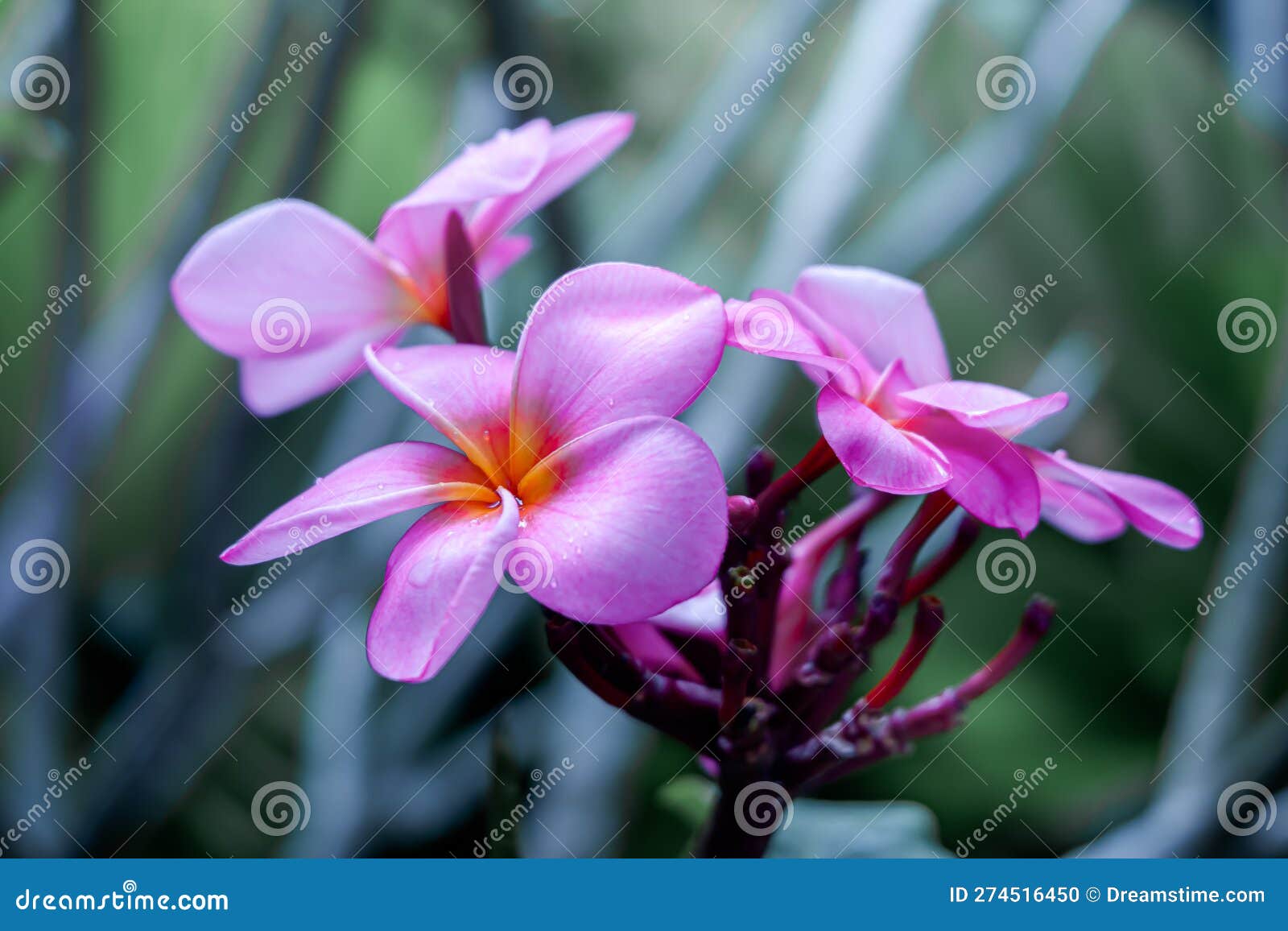 Red frangipani on a garden stock photo. Image of hawaii - 274516450
