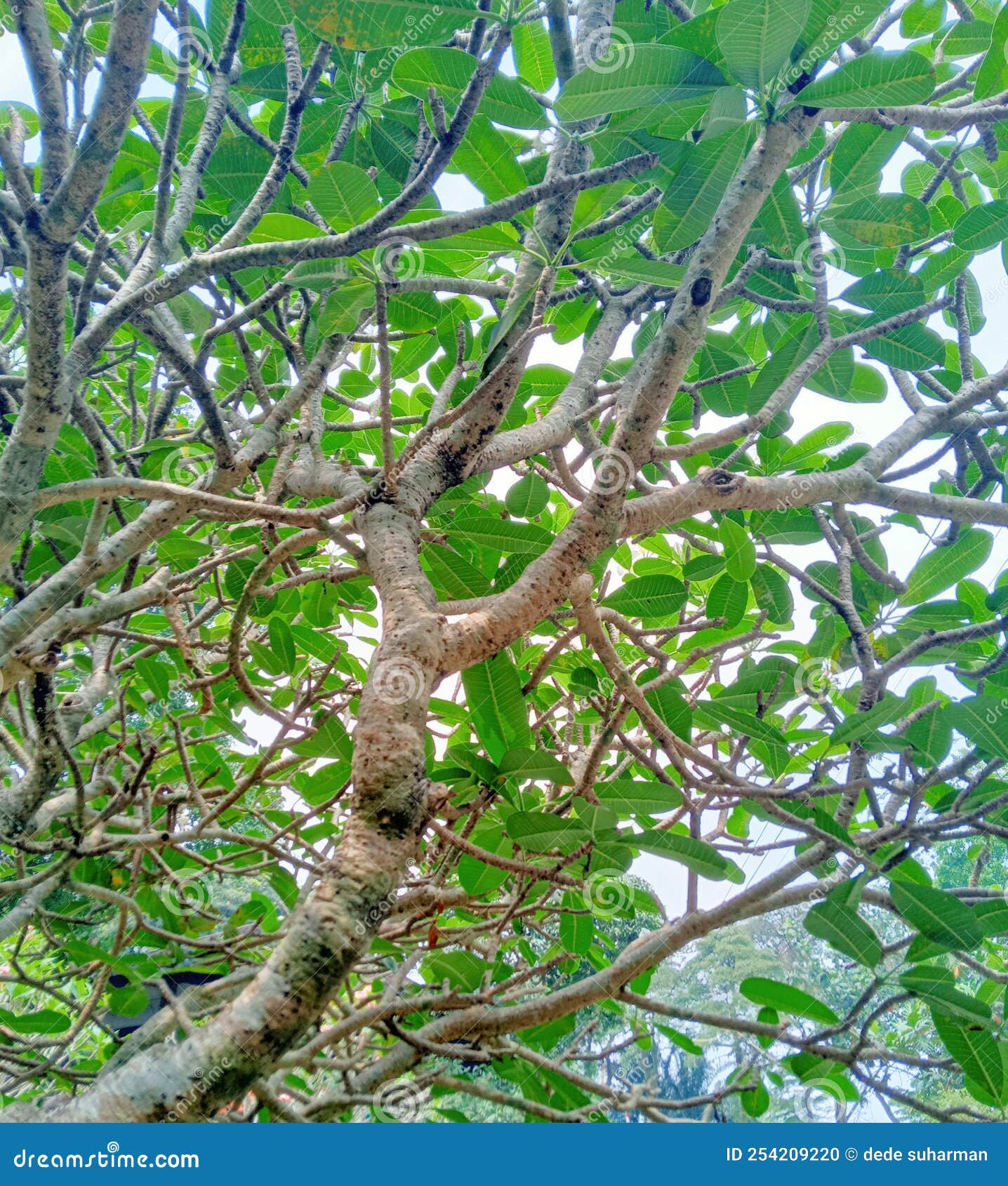 Red Frangipani Tree Natural Scenery Background Stock Photo - Image of ...