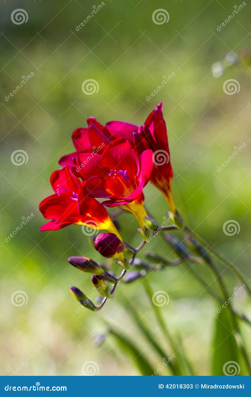 Red freesia stock image. Image of flora, green, buds - 42018303