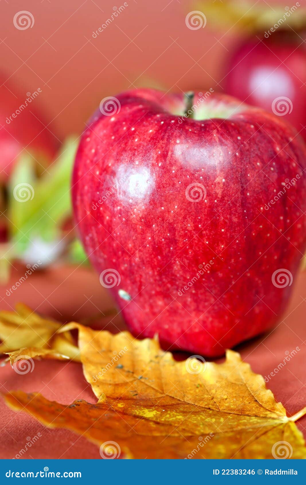 Red fresh apples stock photo. Image of spices, crop, seasonings - 22383246