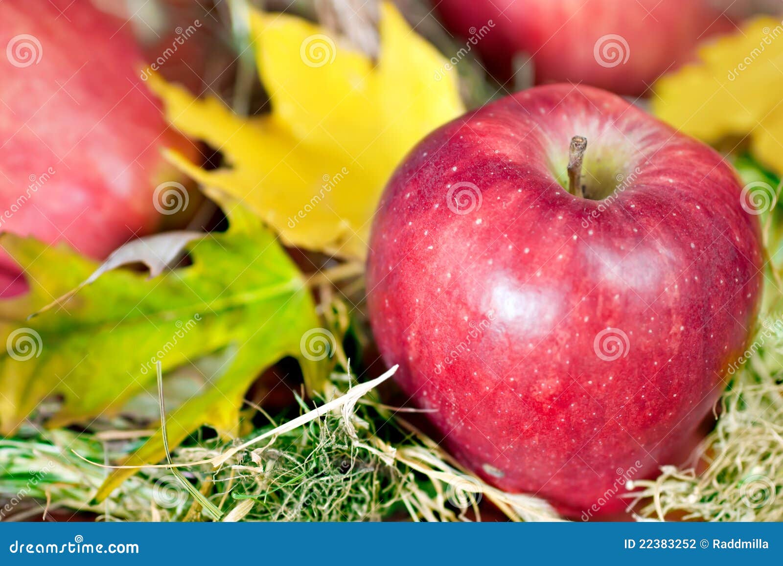Red fresh apples stock photo. Image of farming, apple - 22383252
