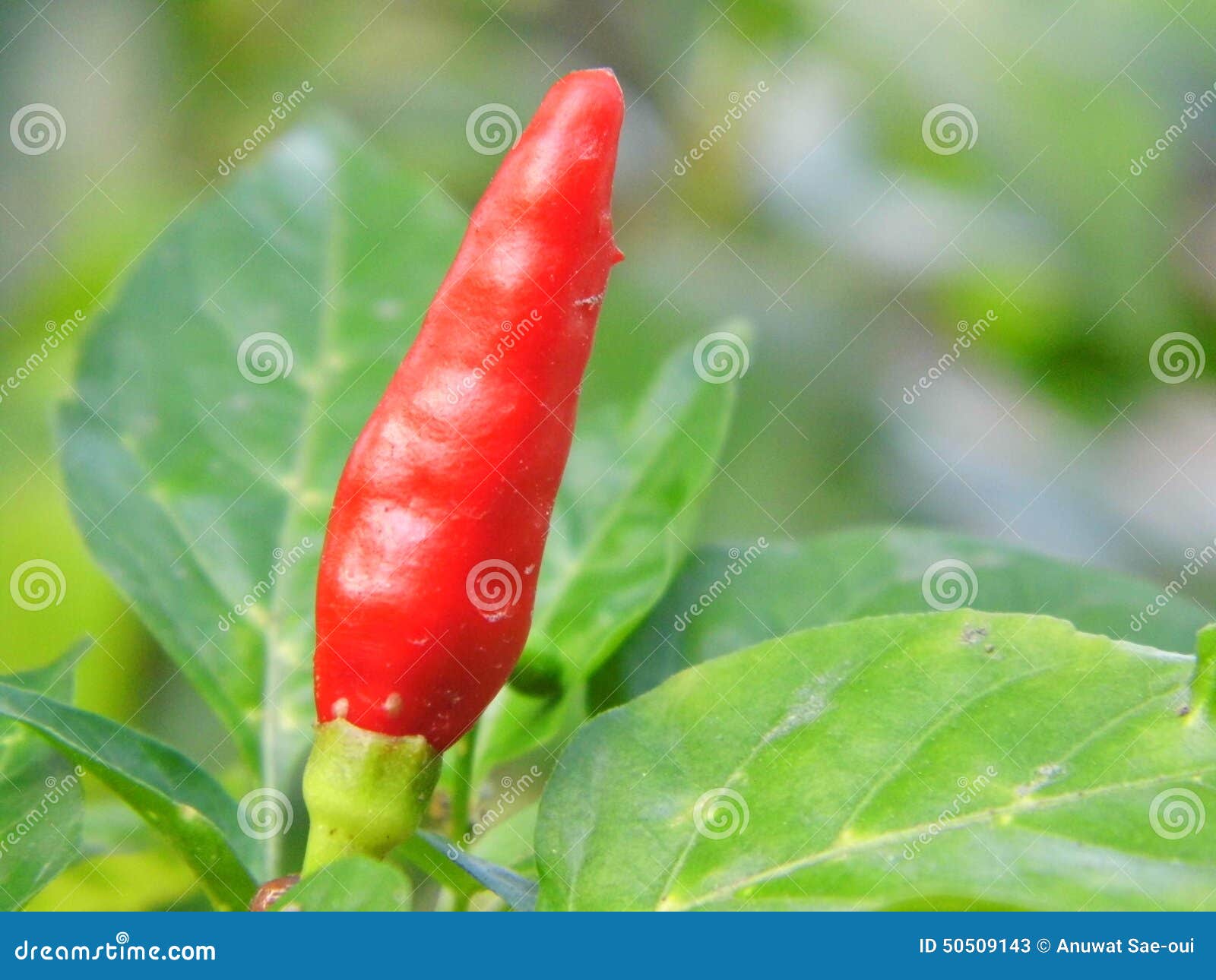 Red fresh chilli pepper stock image. Image of garnish - 50509143