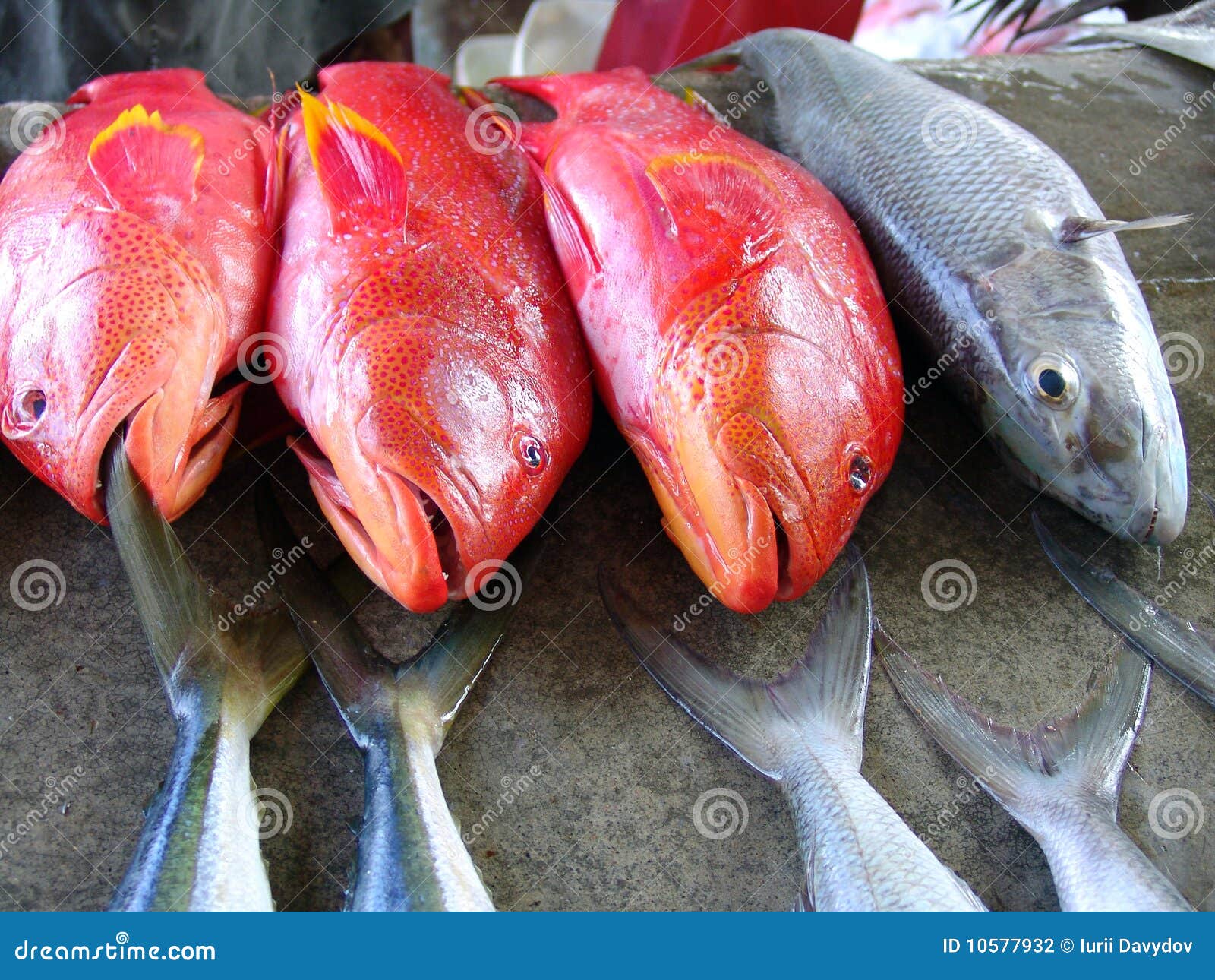 Red fresh fish stock photo. Image of marine, fishy, line - 10577932