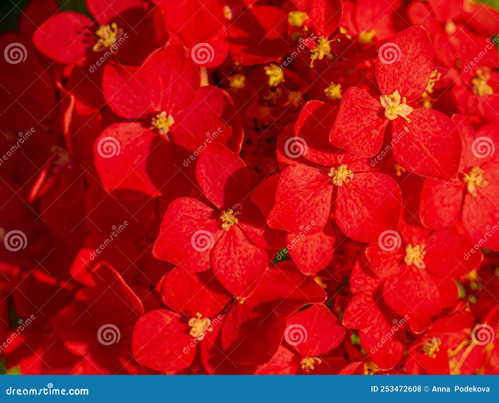 Red Fresh Lowers in the Deep Summer Heat. Greece. Stock Photo - Image ...