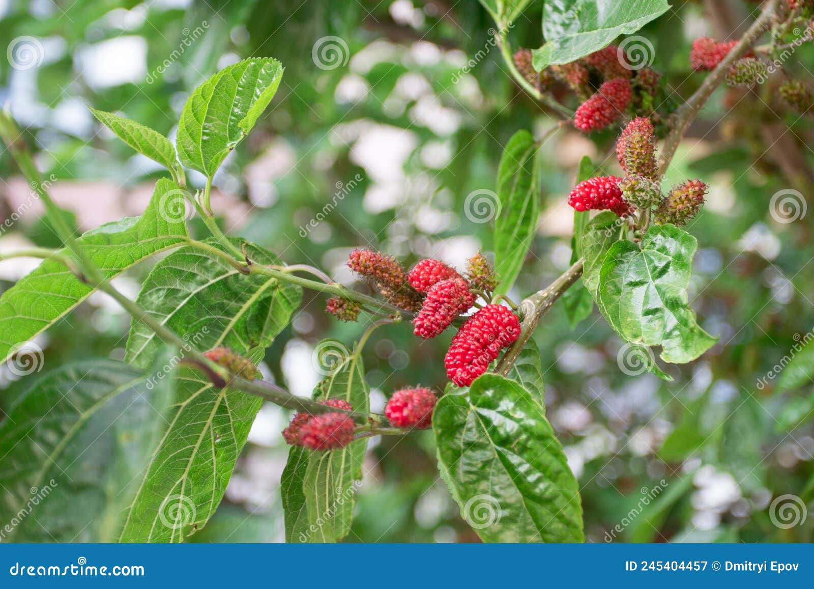 Red Fresh Mulberry on a Tree Stock Image - Image of ripe, orchard ...