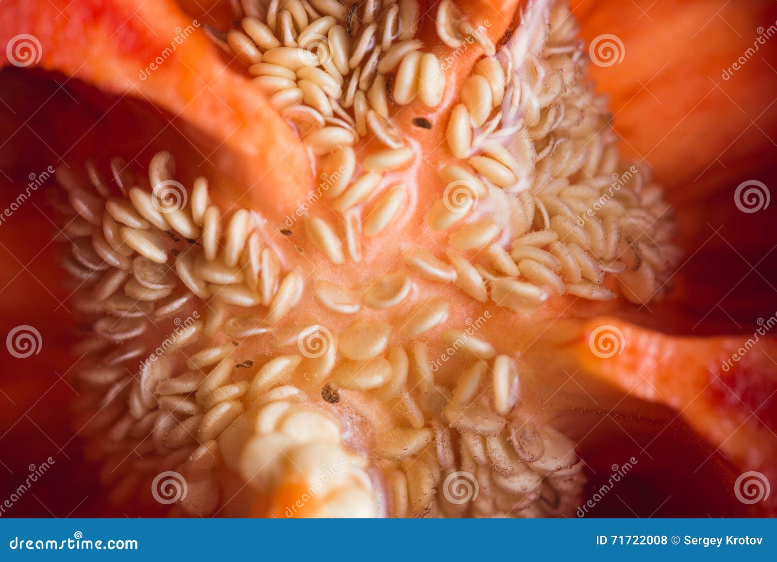 Red Fresh Pepper Inside with Seeds. Extra Closeup. Stock Photo - Image ...