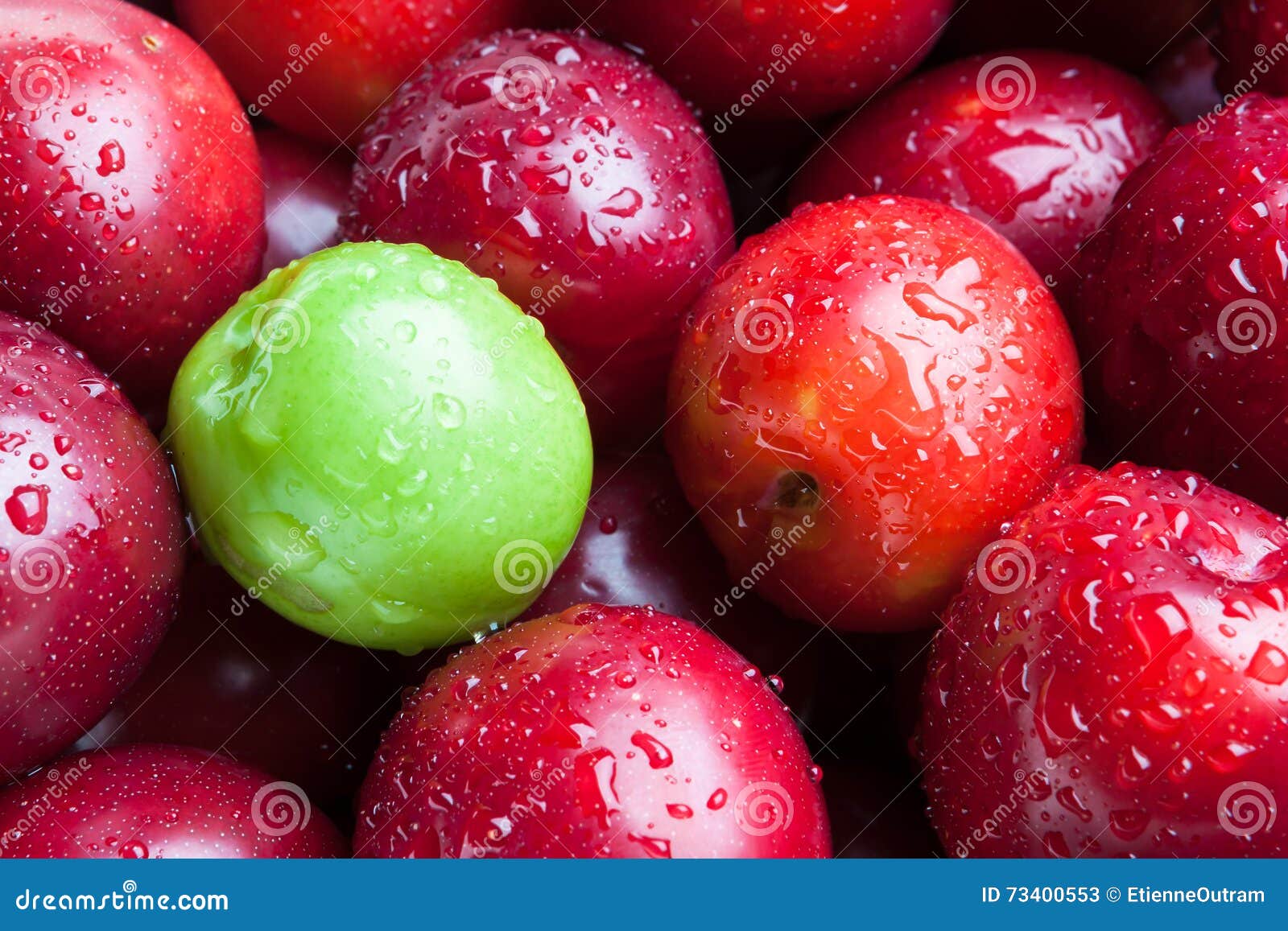 Red Fresh Plums with One Plum Still Green. Stock Image - Image of ...