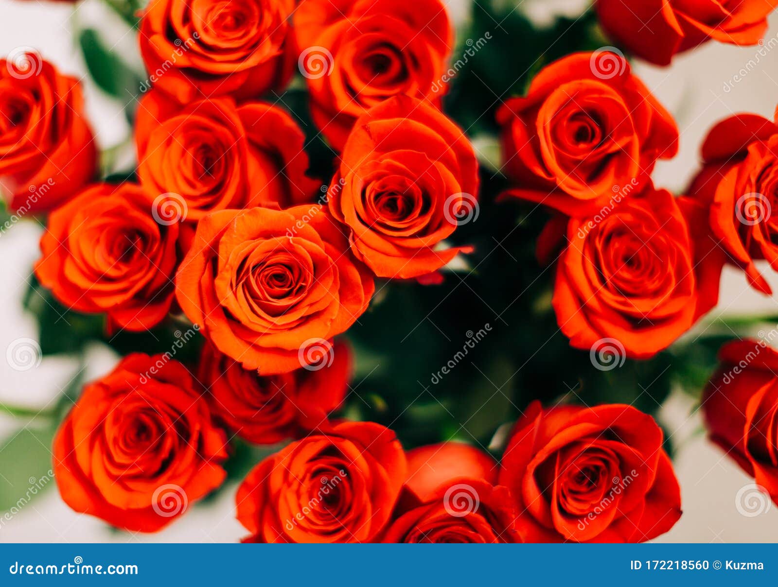 Red Fresh Roses on the White Background Stock Photo - Image of dating ...