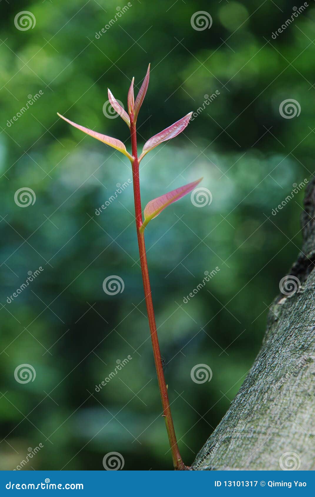 Red fresh sprout stock image. Image of garden, green - 13101317